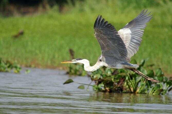 3h Boat Safari - Montreals Nature and Iconic Attractions Tour - Wildlife Encounters and Natural Highlights