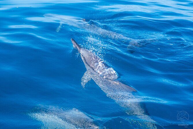 3h dolphin and snorkeling tour in a wild lagoon with Mobydick - Introduction
