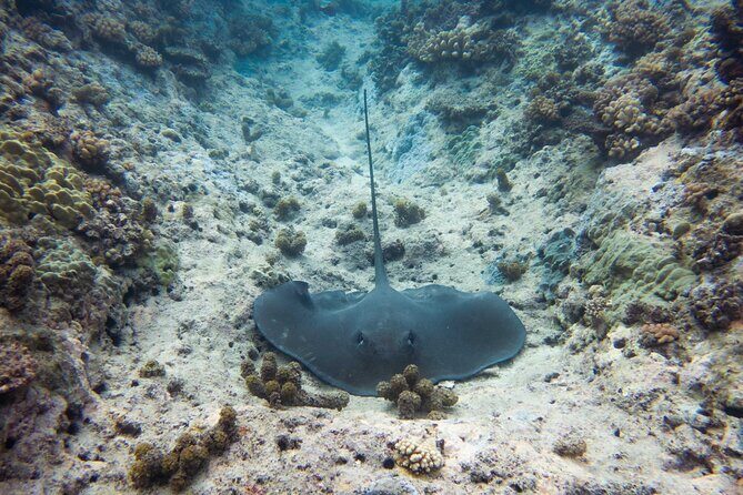 3h dolphin and snorkeling tour in a wild lagoon with Mobydick - Key Points