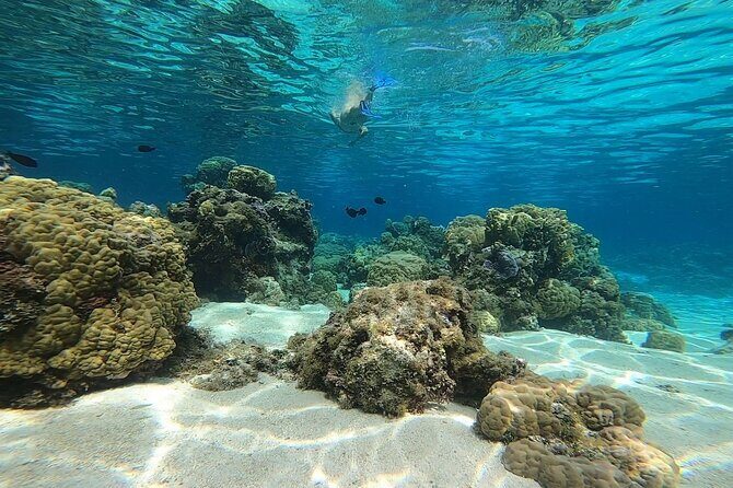 3h dolphin and snorkeling tour in a wild lagoon with Mobydick - The Itinerary and What Makes It Special