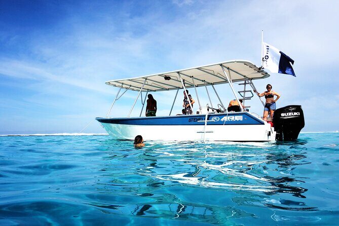 3h dolphin and snorkeling tour in a wild lagoon with Mobydick - The Value and Who Will Love This Tour