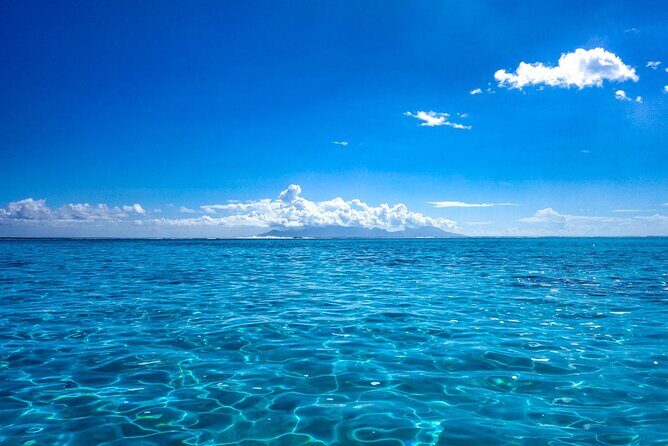 3h dolphin and snorkeling tour in a wild lagoon with Mobydick - FAQ