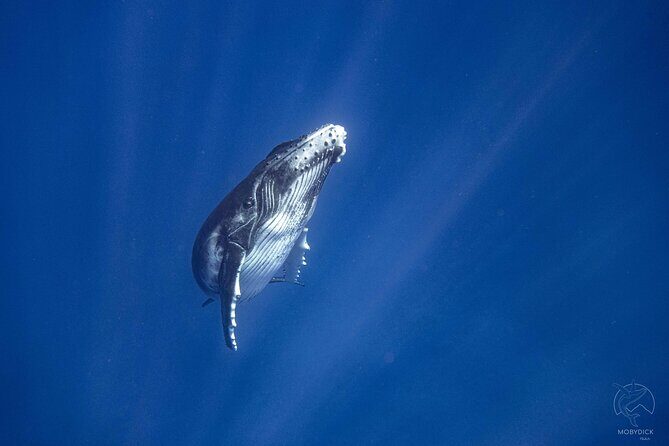 3h dolphin and snorkeling tour in a wild lagoon with Mobydick - Final Thoughts