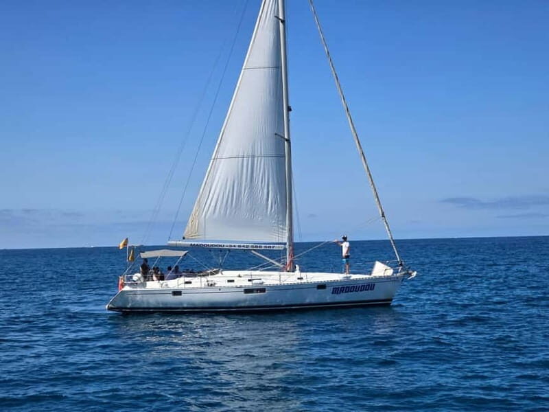 3h Whale Watching Private tour Beneteau Oceanis 440 - Key Points