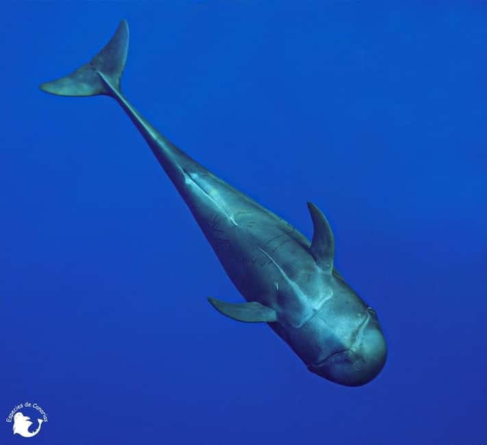 3h Whale Watching Private Tour Costa Adeje Lina7 Mizendoha - Final Thoughts
