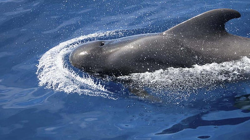 3h Whale Watching Share Tour Beneteau Oceanis 440 - The Itinerary and Experience Breakdown