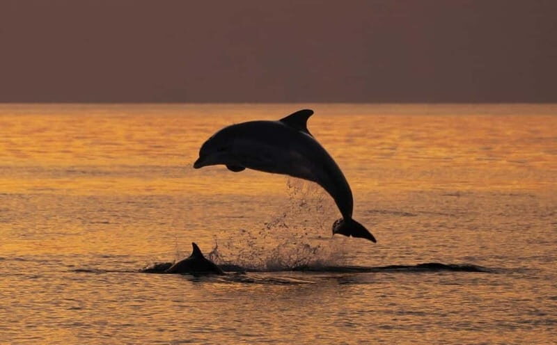 3hours Dolphin Sunset watching with unlimited drinks +dinner - In-Depth Breakdown of the Itinerary