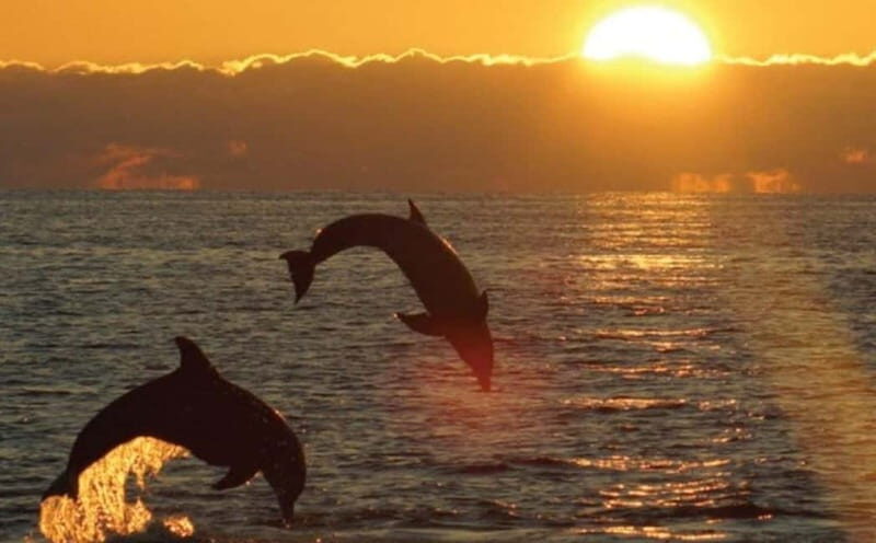3hours Dolphin Sunset watching with unlimited drinks +dinner - Who Will Appreciate This Tour?