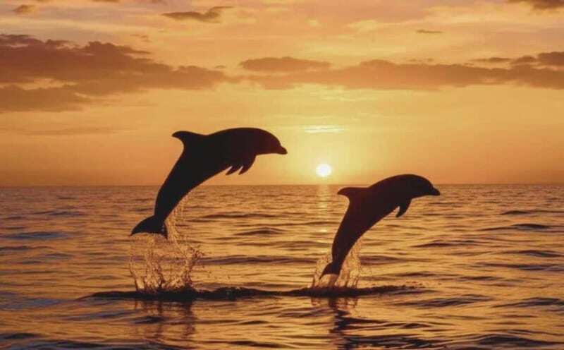 3hours Dolphin Sunset watching with unlimited drinks +dinner - FAQ