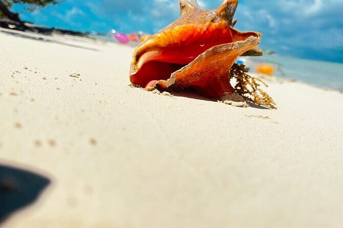 3HR Clear Kayak Mangrove and iguana island Tour in Leeward - The Sum Up