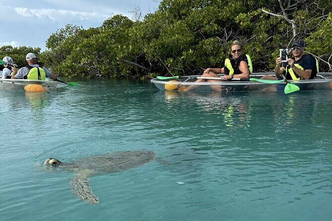 3hr Clear Kayak Tour of Mangroves, Marine Life and Iguanas - What the Tour Offers