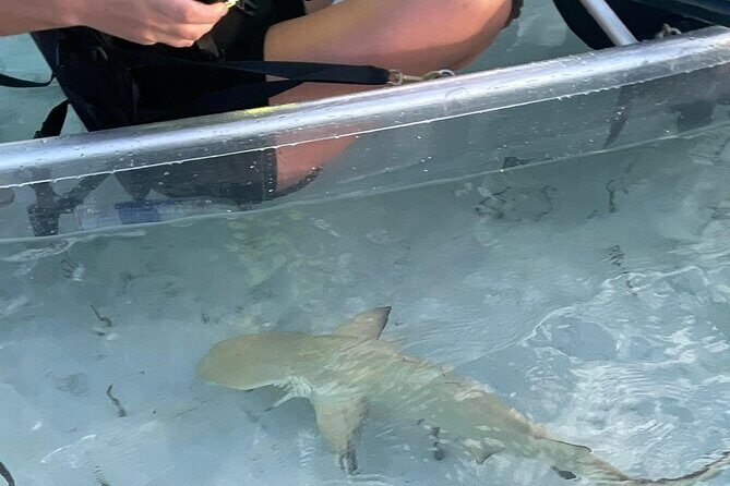 3hr Clear Kayak Tour of Mangroves, Marine Life and Iguanas - The Practicalities: What You Need to Know