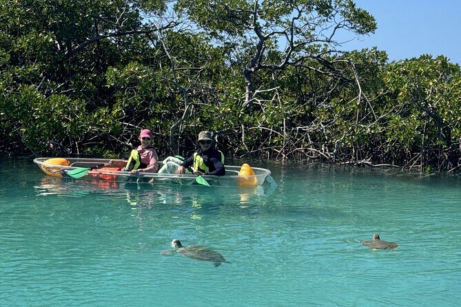 3hr Clear Kayak Tour of Mangroves, Marine Life and Iguanas - FAQs