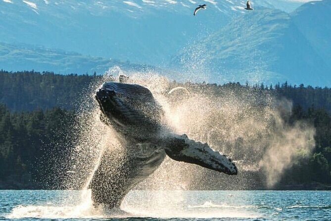 3hr Custom Private Tour of Ketchikan (4 People) Wildlife + More - What Makes This Tour Stand Out?