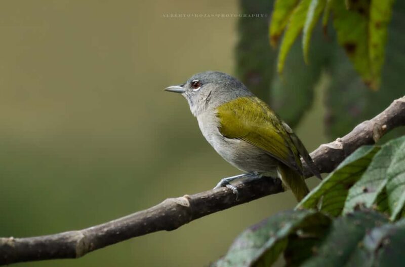 3in1: Los Haitises N. Park + Waterfalls + Montaña Redonda - Key Points