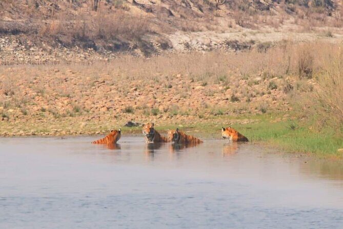 3Nights 4Days Bardiya Tiger Tracking Tour on Foot - All Inclusive - Key Points