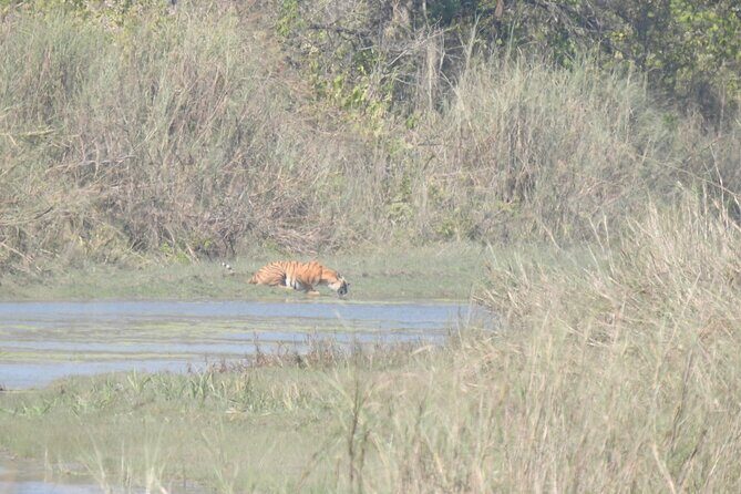 3Nights 4Days Bardiya Tiger Tracking Tour on Foot - All Inclusive - The Experience: An In-Depth Look