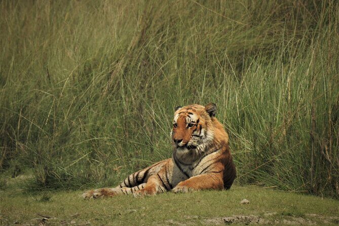 3Nights 4Days Bardiya Tiger Tracking Tour on Foot - All Inclusive - FAQ