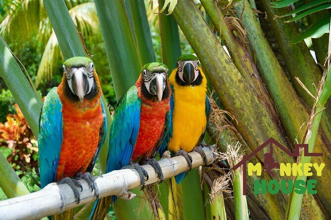 3X1 Adventure Waterfalls, Monkeys & Buggies In Puerto Plata - Who Will Love This Tour?