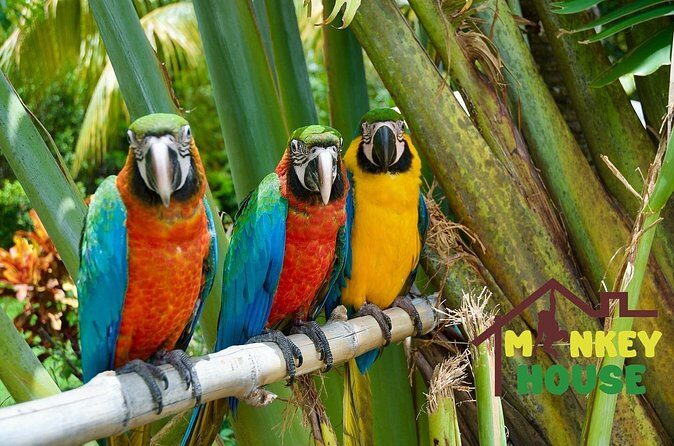 3X1 Adventure Waterfalls, Monkeys & Buggies In Puerto Plata - The Sum Up