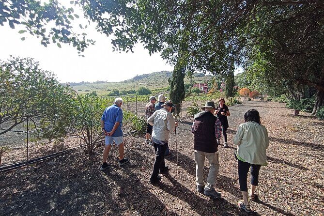 4.5 hours Private tour, the best and highlights of Gran Canaria. - FAQ