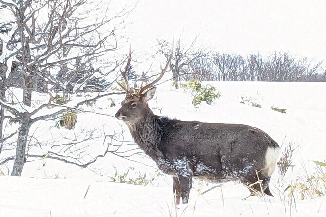 4.5 hours Snowshoe hike in Shiretoko five lakes - Personalization and Small Group Dynamics