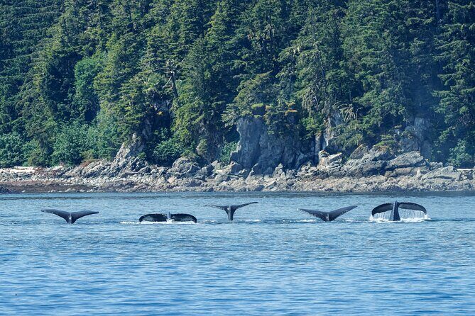 4 Course Dinner Cruise plus Eco Tour on Luxury Yacht in Sitka - The Sum Up