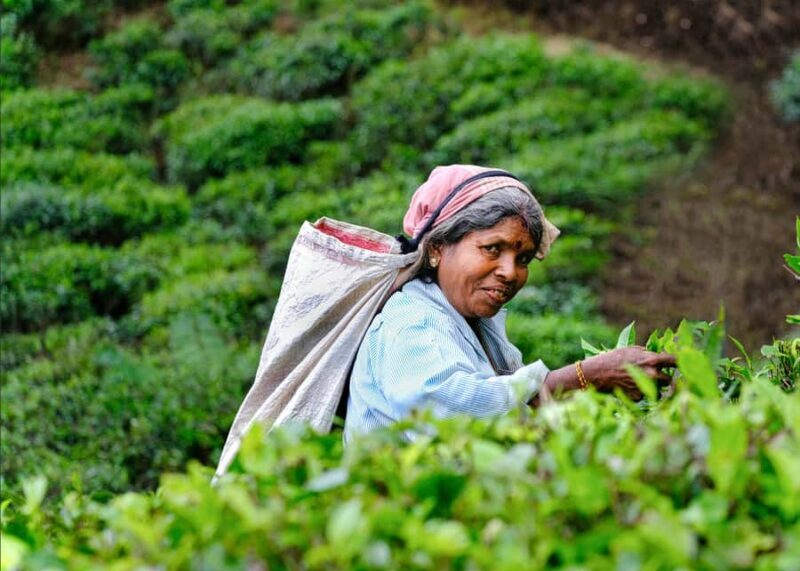 4-Day Adam's Peak climb & explore tea plantation with Hotels - Analyzing the Value