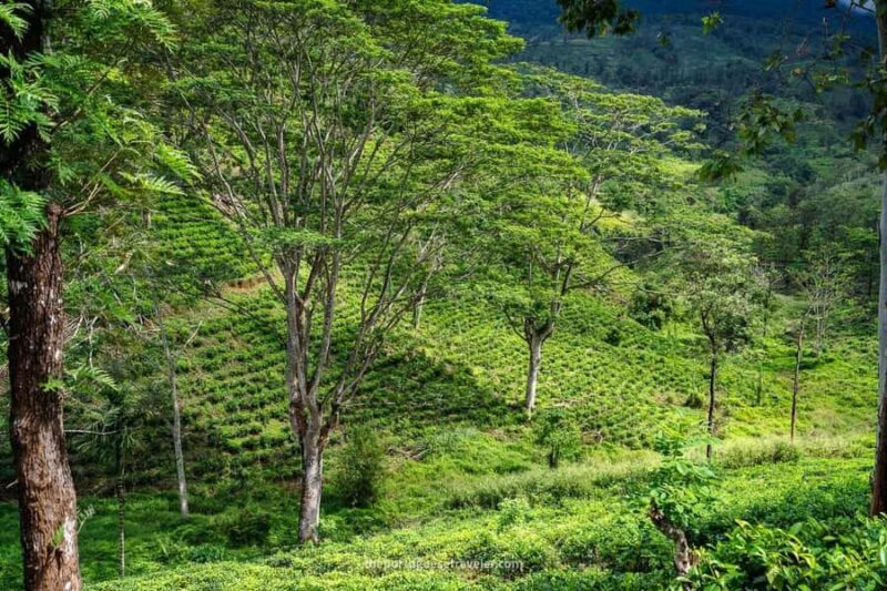 4-Day Adam's Peak climb & explore tea plantation with Hotels - Final Words