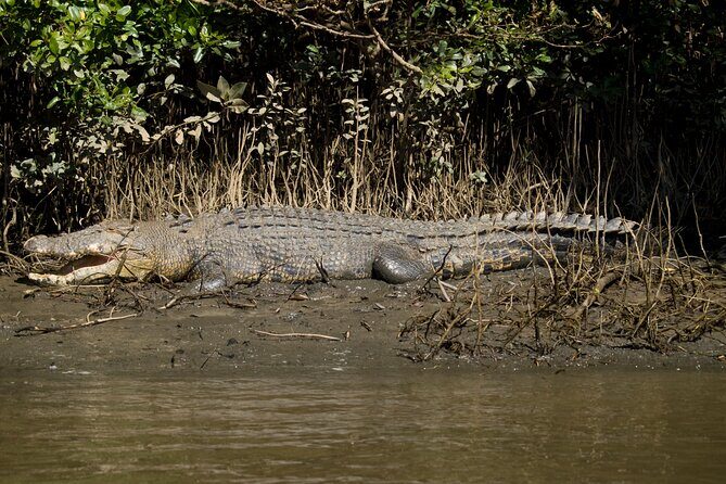 4-Day Cairns with Great Barrier Reef and Daintree Rainforest - Frequently Asked Questions