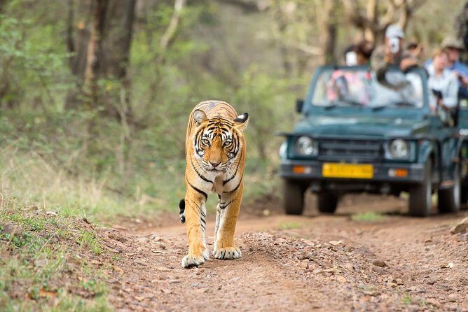 4 Day Golden Triangle Tour with Ranthambore Tiger Safari - An In-Depth Look at the 4-Day Golden Triangle with Ranthambore