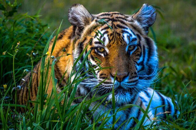 4 Day Golden Triangle Tour with Ranthambore Tiger Safari - Frequently Asked Questions (FAQs)