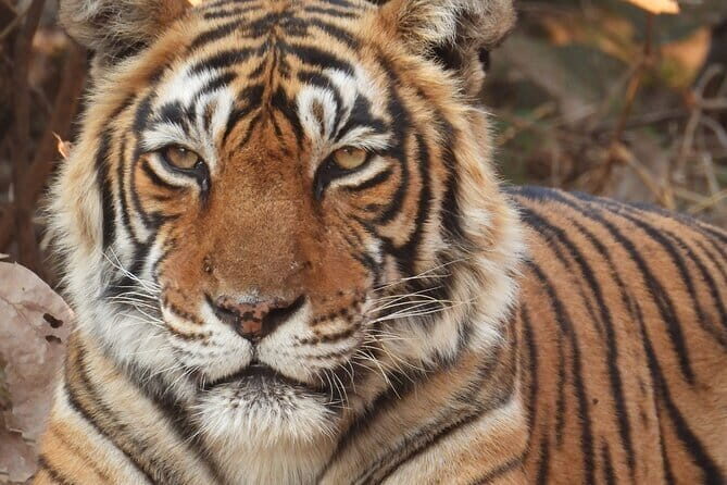 4 Day Golden Triangle Tour With Ranthambore Tiger Safari - Final Thoughts: Who Should Consider This Tour?