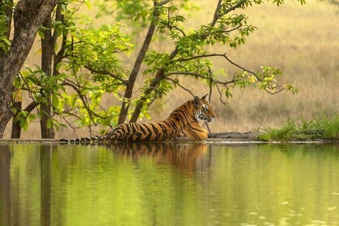 4 Day Golden Triangle Tour With Ranthambore Tiger Safari India - What Travelers Say: Authentic Insights