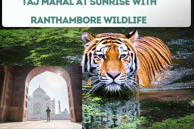 4 Day Golden Triangle Tour With Ranthambore Tiger Safari India - FAQ: Quick Answers to Your Questions