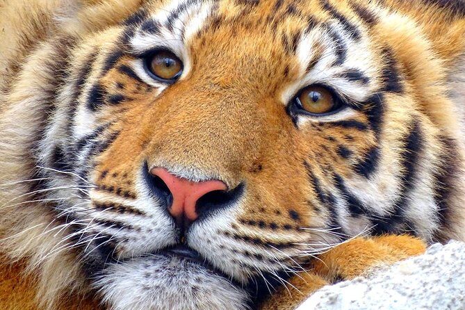 4 Day Golden Triangle with Ranthambore Tiger Safari Tour from Delhi - FAQ: Your Practical Questions Answered