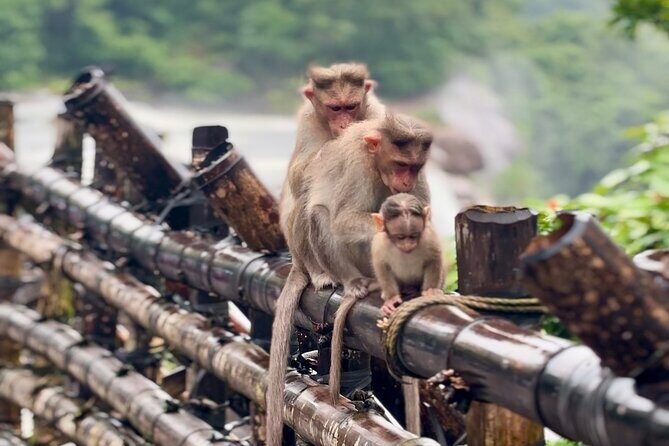 4 Day Kerala Tour Athirappilly Munnar Alleppey - The Value Proposition