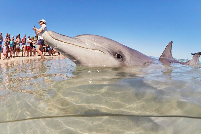 4-Day Monkey Mia Dolphins Pink Lake Pinnacles Comfort-Level Tour - Key Points