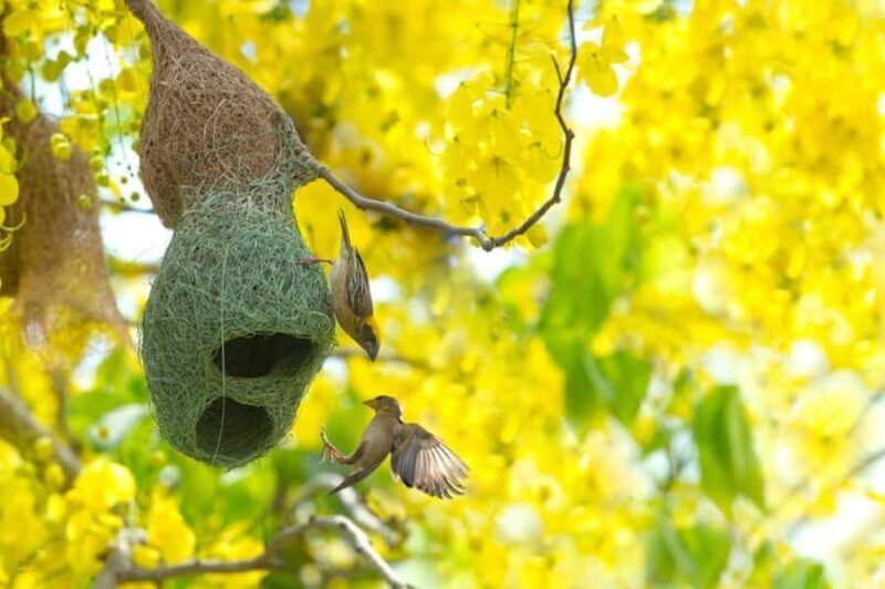4-Day NabjiKorphu Wildlife Forest Eco Tour - An In-Depth Look at the 4-Day NabjiKorphu Wildlife Forest Eco Tour