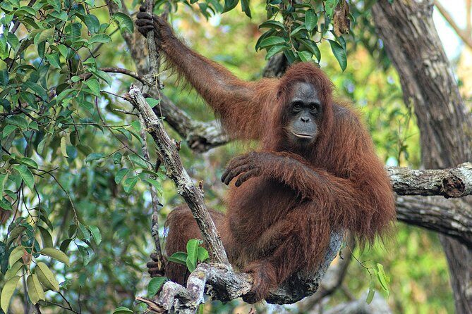4-Day Private Orangutan and Bornean Primates Tour from Pangkalanbuun - Final Words
