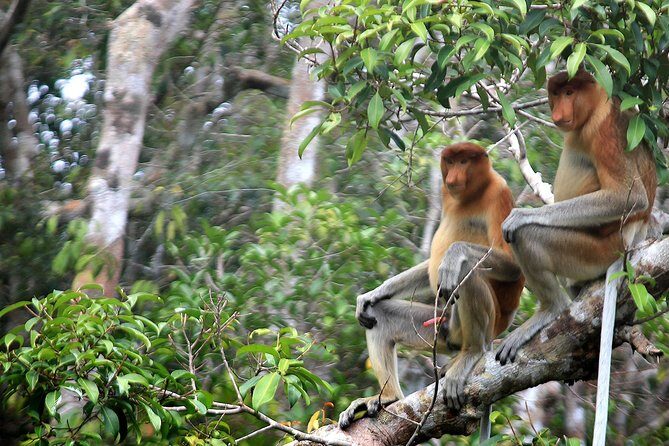 4-Day Private Orangutan and Bornean Primates Tour from Pangkalanbuun - Frequently Asked Questions