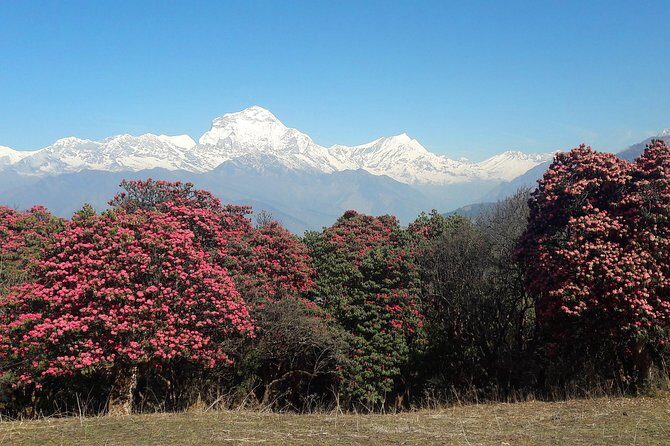 4-Day Private Poon Hill Trekking Tour - Key Points