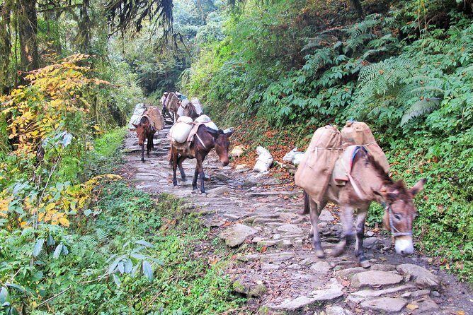 4-Day Private Poon Hill Trekking Tour - FAQ