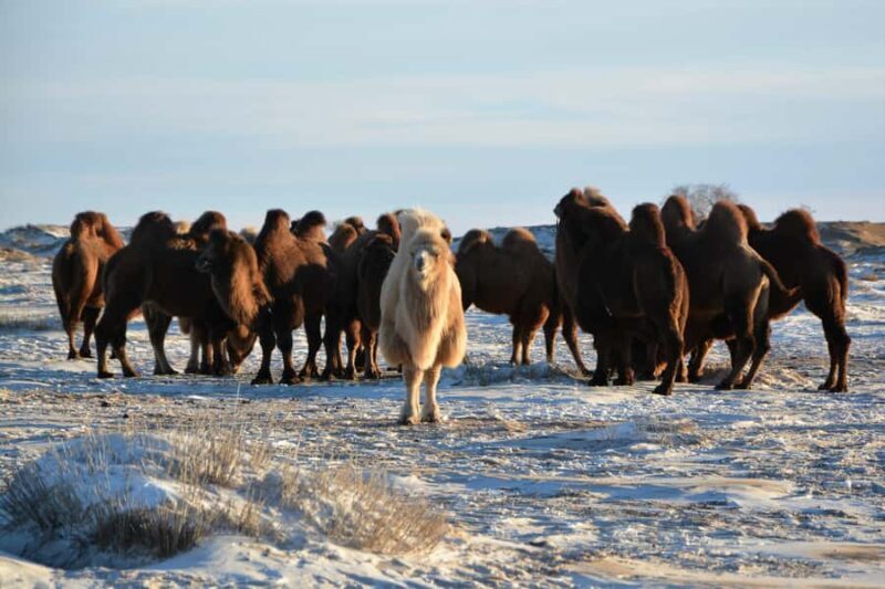 4-Day Winter Adventure Tour/Central Mongolia - Introduction