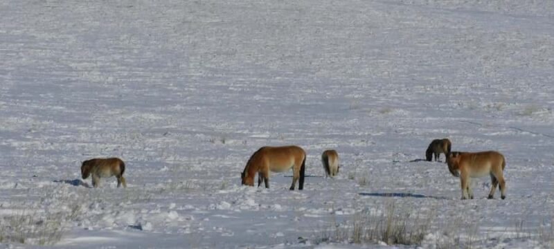 4-Day Winter Adventure Tour/Central Mongolia - What to Expect: Practical Details
