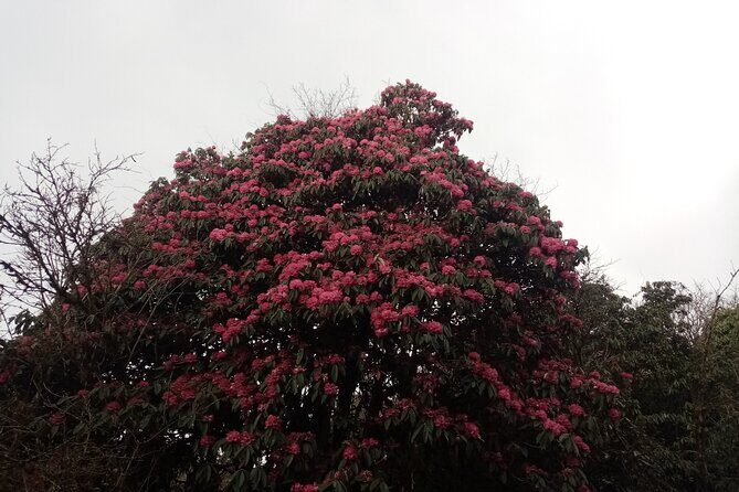 4 Days Amazing Trekking from Pokhara-Ghorepani Poon Hill - The Sum Up