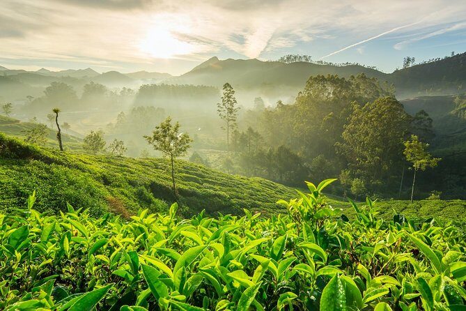 4 Days Best of Kerala Tour with Private Houseboat, Sightseeing & Car - Day 1: From Kochi Airport to Munnar—Scenic Journey Begins