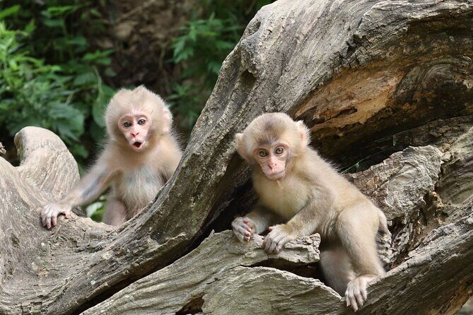 4 Days Central Japan Tour from Nagano to Kanazawa - Practical Considerations