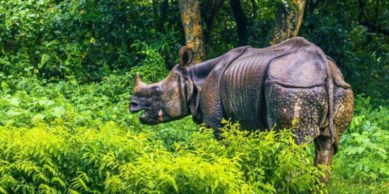 4 Days Chitwan Jungle Tour with 1 Night Jungle Tower stay - An In-Depth Look at the Chitwan Jungle Tour