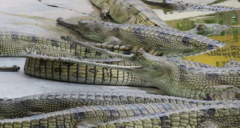 4 Days Chitwan Jungle Tour with 1 Night Jungle Tower stay - Who Will Love This Tour?